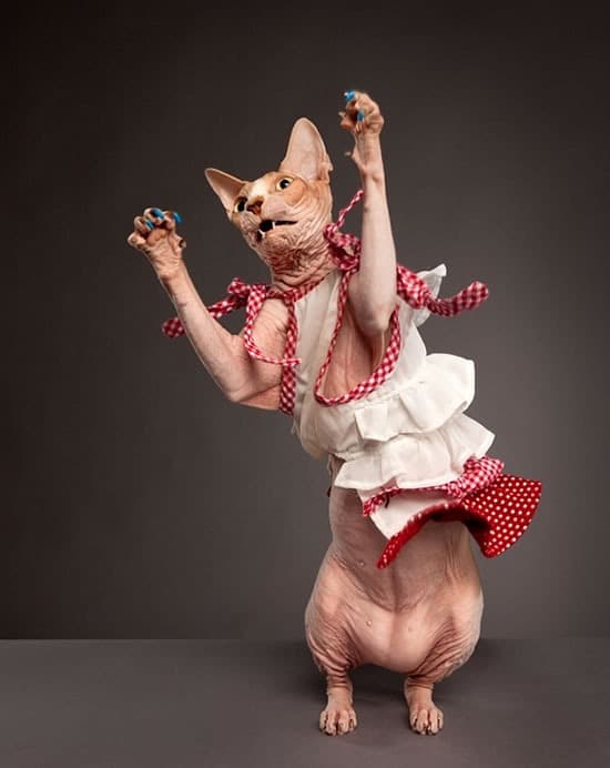 Carli Davidson: Excepcionales Fotografías de Animales